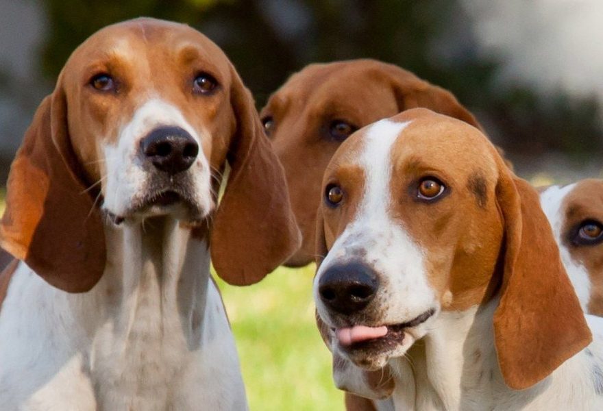 American Foxhound – Hunde & Hunderacer – Racebeskrivelser af de mest ...